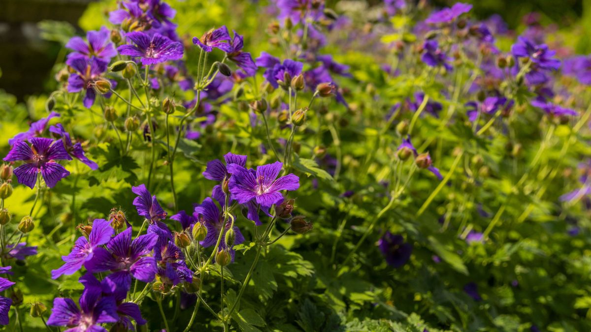 These are the types of geranium you should deadhead in July | Ideal Home
