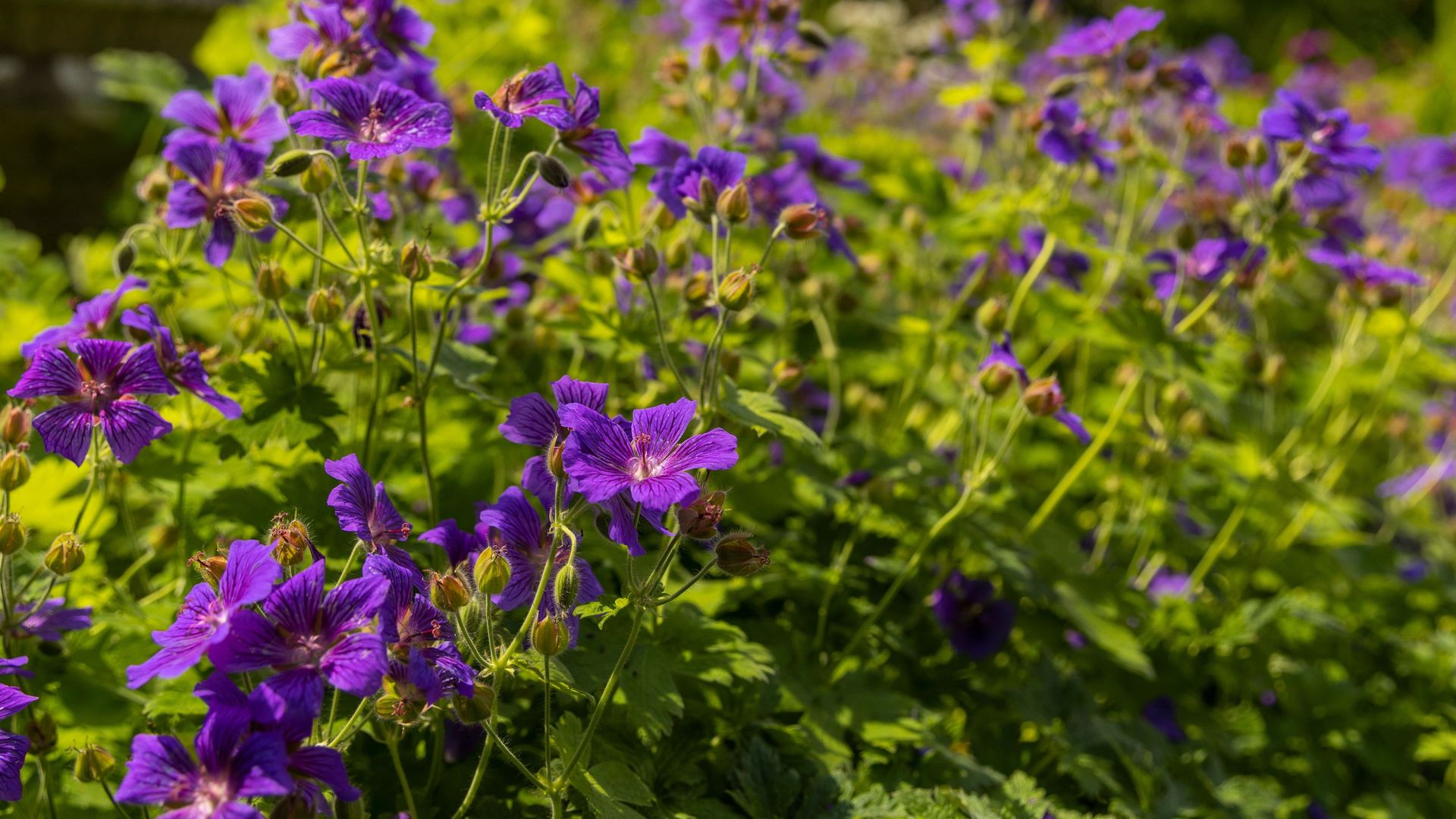 Overwintering geraniums – 4 ways to protect your plants | Ideal Home