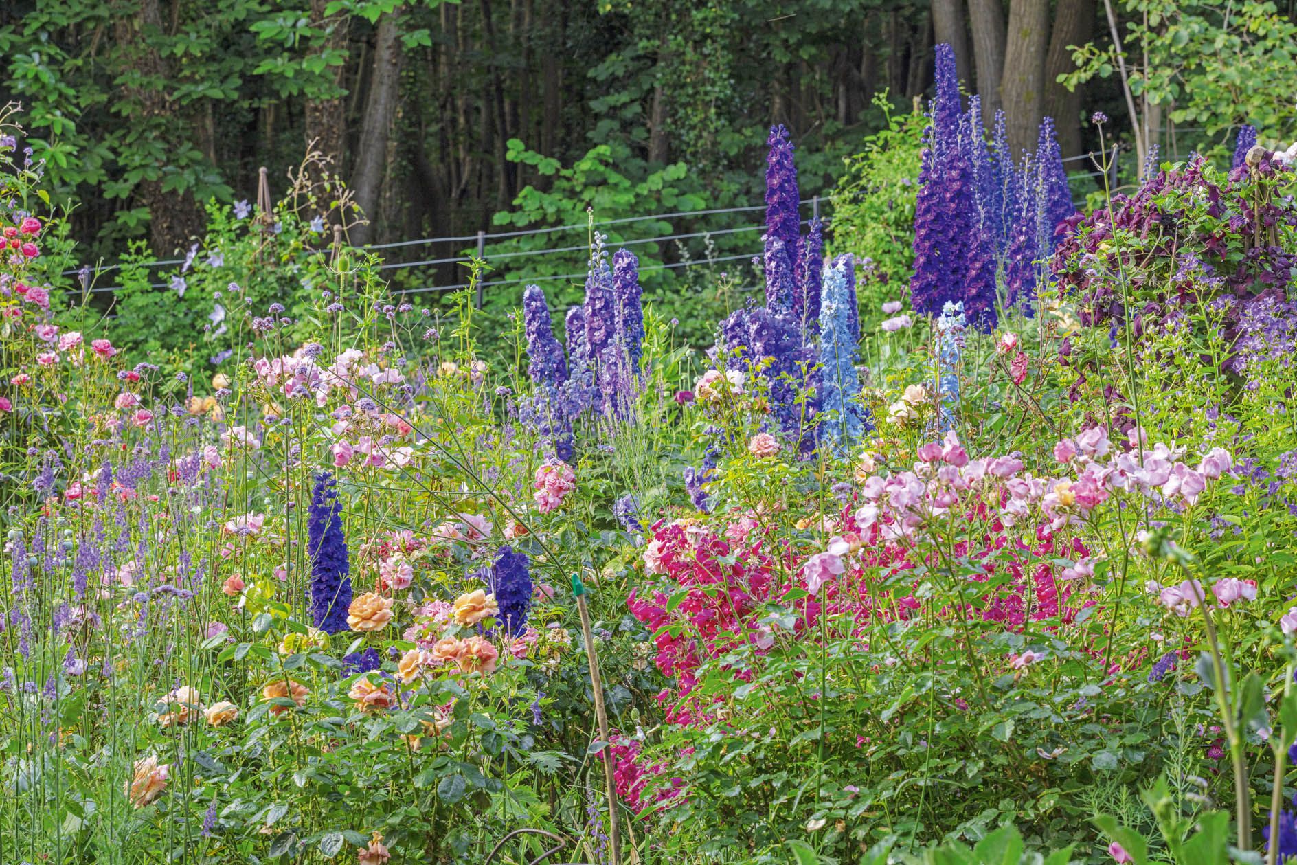 How to grow delphiniums: Which ones to plant, where to place them, and ...