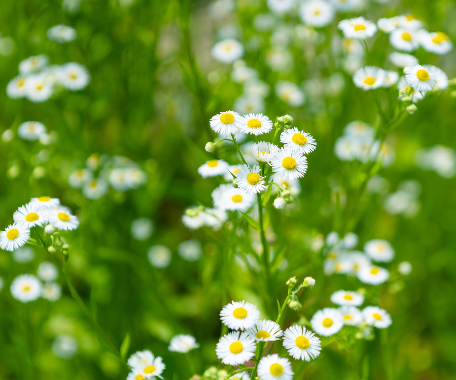 Beautiful white flowers: 12 elegant choices | Homes and Gardens