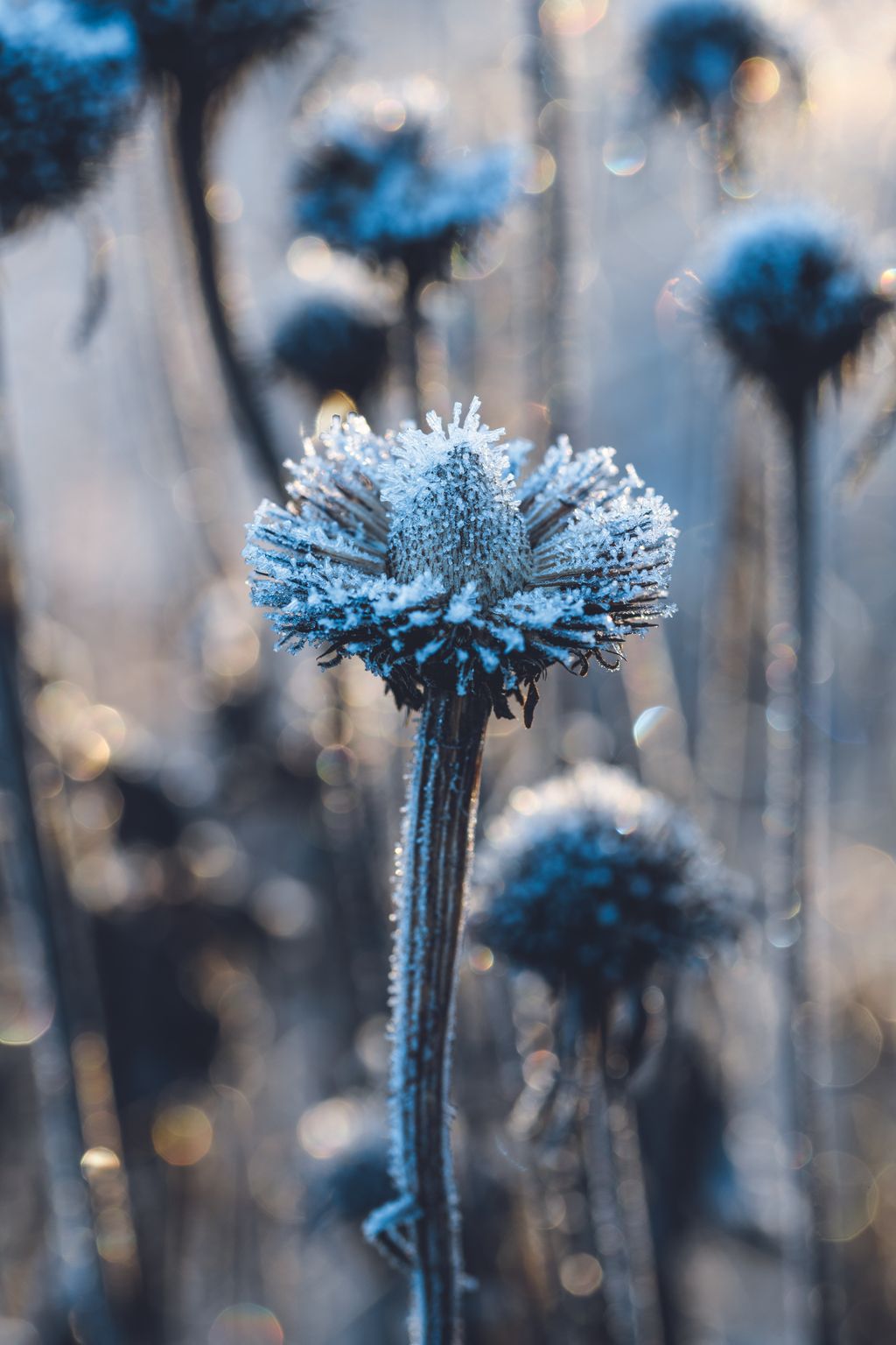New book reveals how to capture perfect garden photographs just in time ...