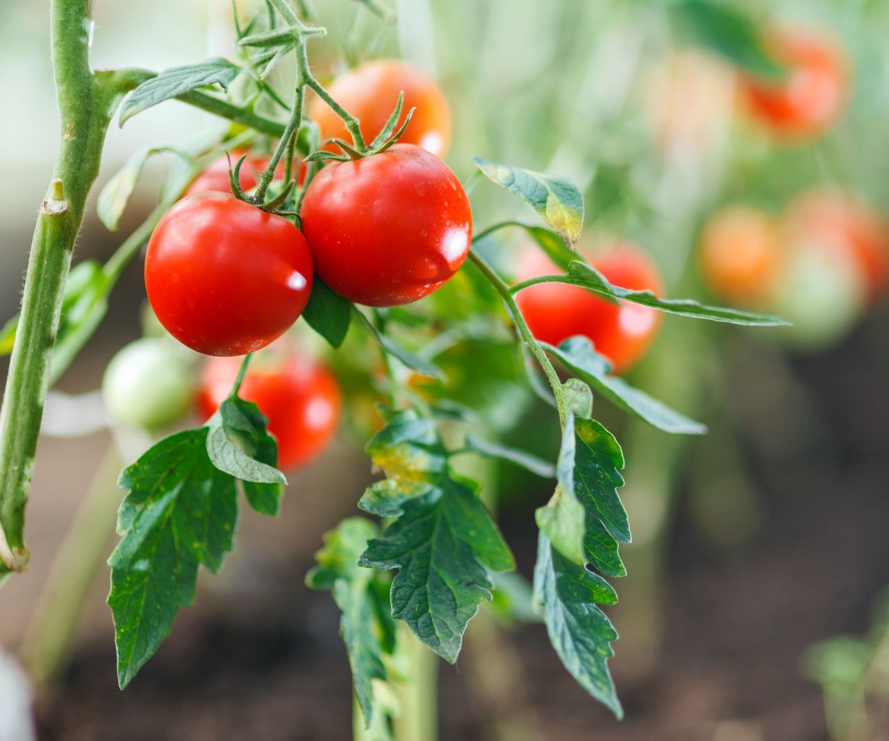 How to combat aphids on tomato plants - 5 expert ways | Homes and Gardens