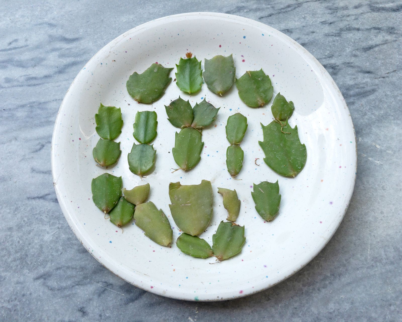 Propagating A Thanksgiving Cactus: Expert Step-by-Step Guide ...