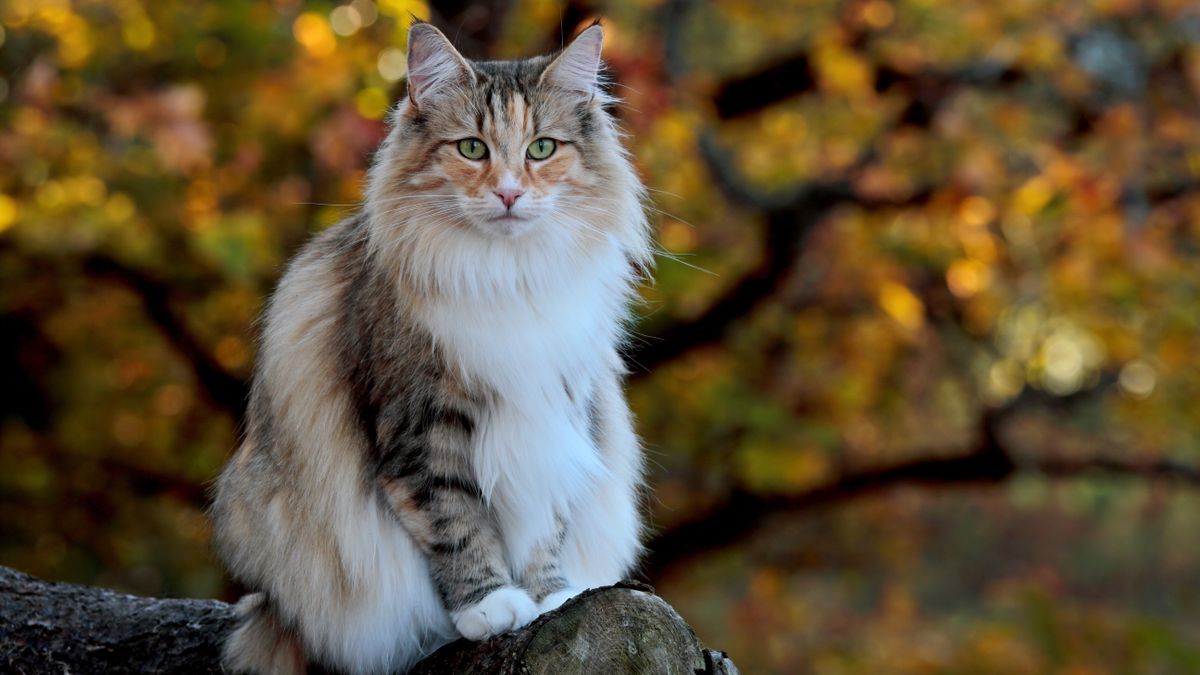32 cat breeds for every zodiac sign | PetsRadar