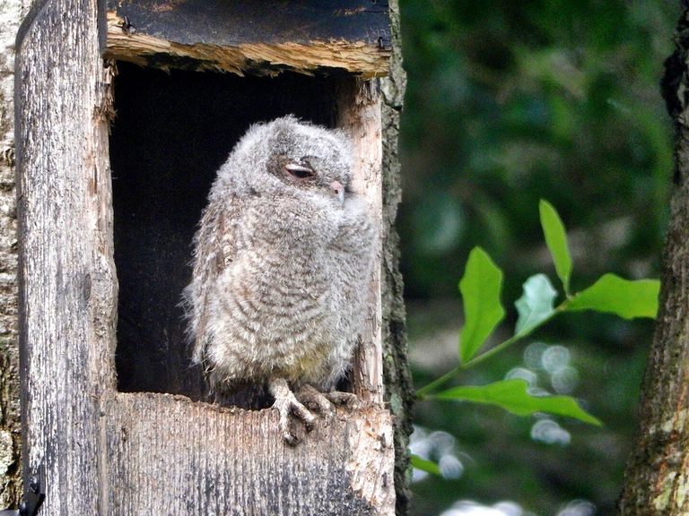 Owl Box Plans - Learn About Owl House Design And Owl Nest Box Placement ...