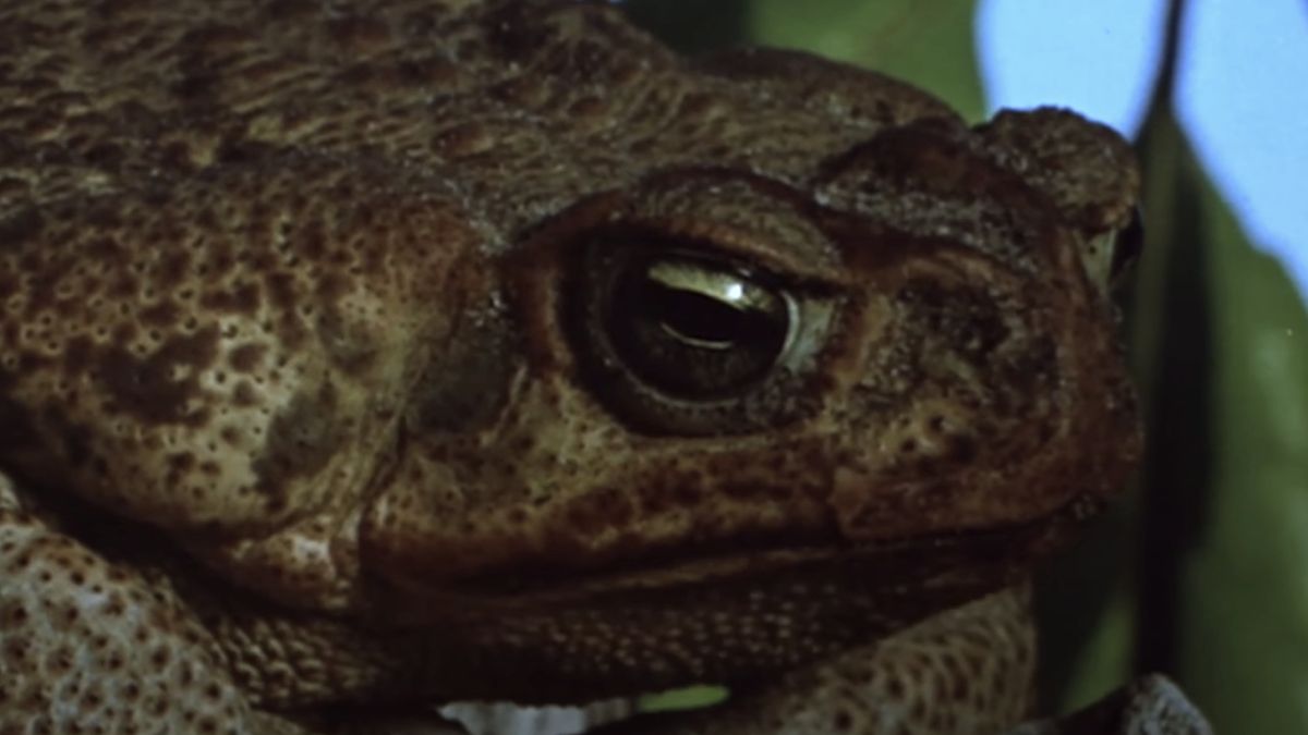 32 Scary Animal Movies That Aren't About Dinosaurs Or Sharks | Cinemablend