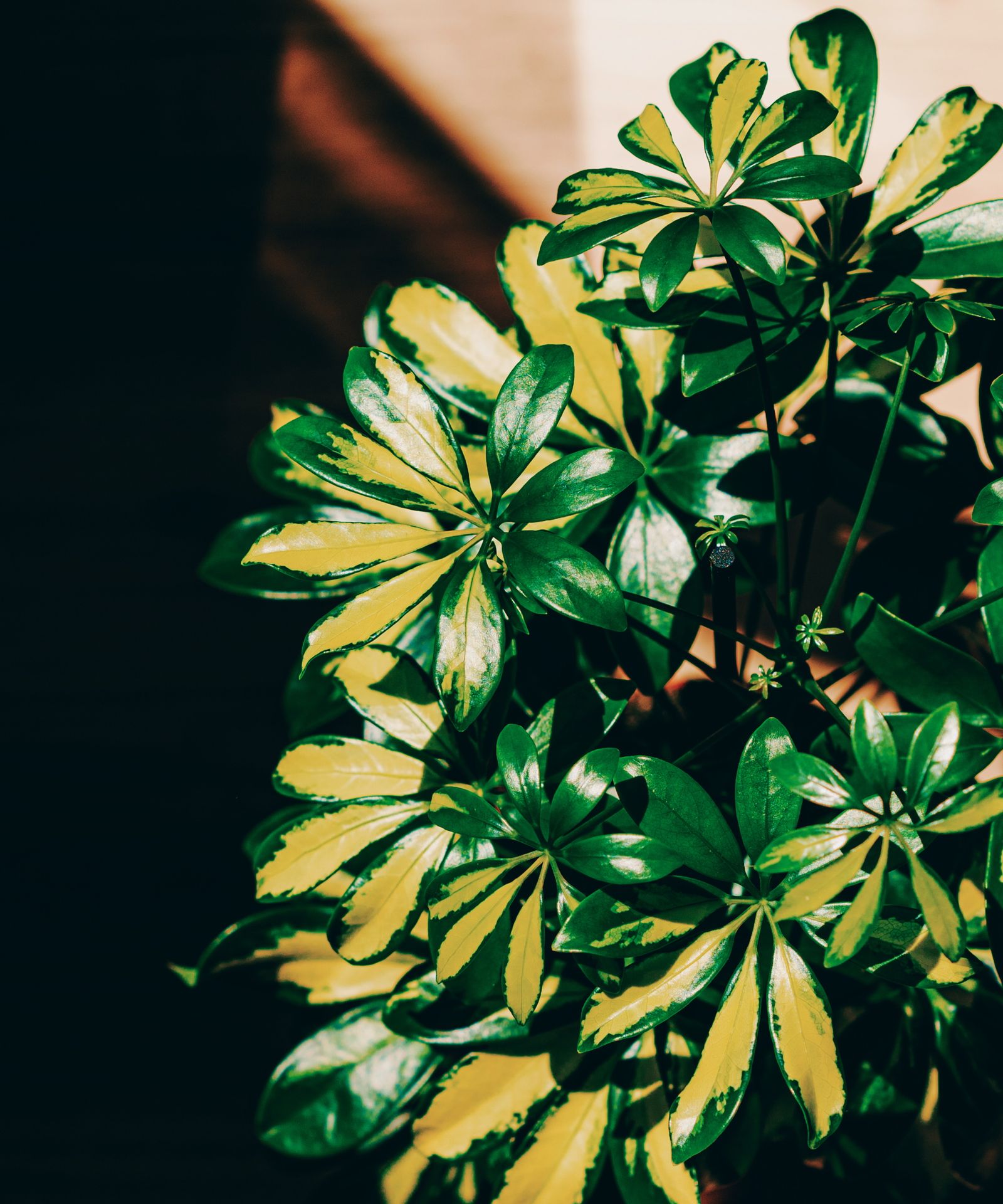 How to care for an umbrella plant: Expert advice | Homes and Gardens