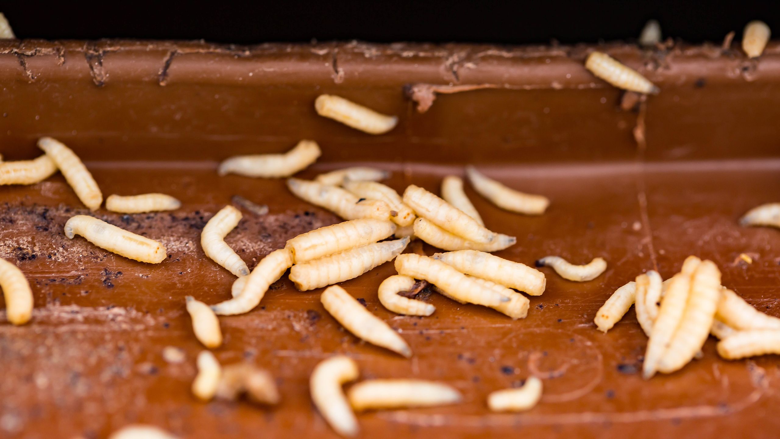 How to get rid of maggots in your garbage can fast | Tom's Guide