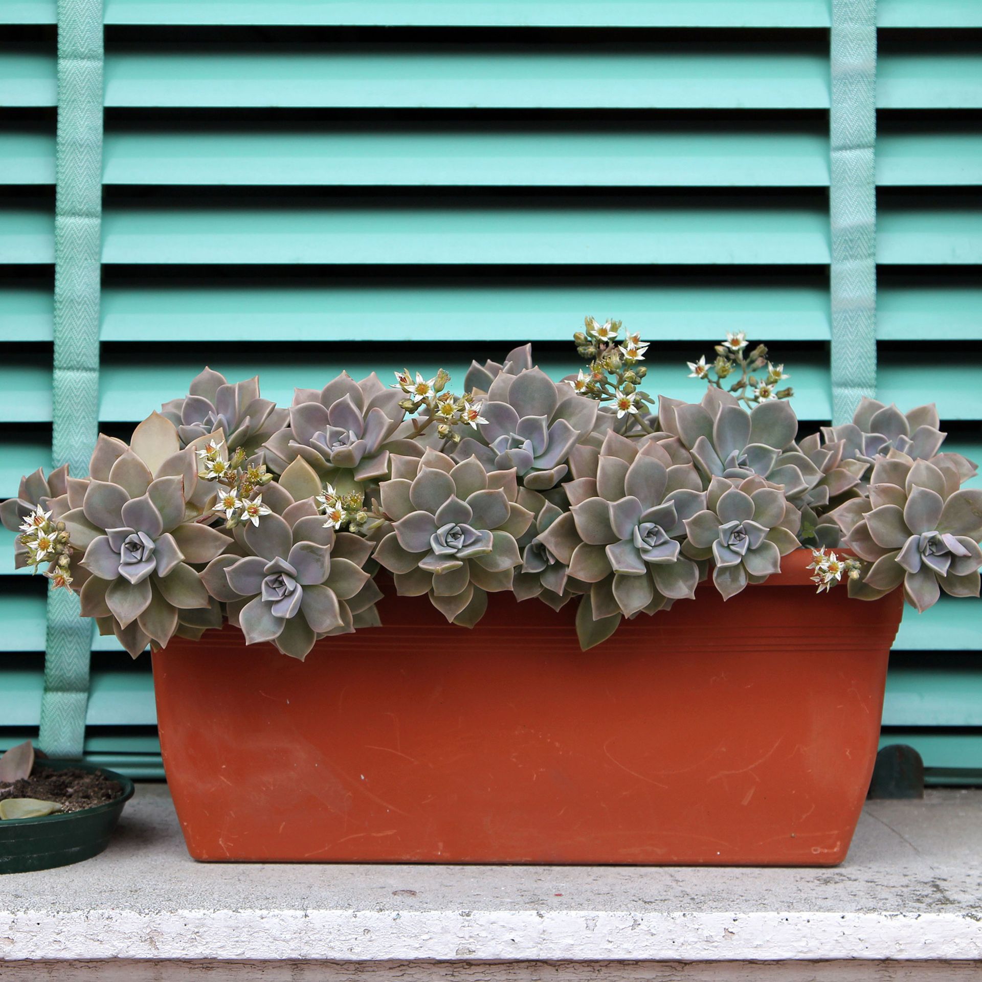 10 pretty planting ideas for window boxes | Ideal Home