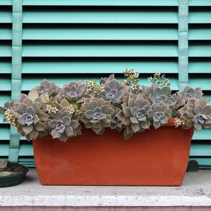 10 pretty planting ideas for window boxes | Ideal Home