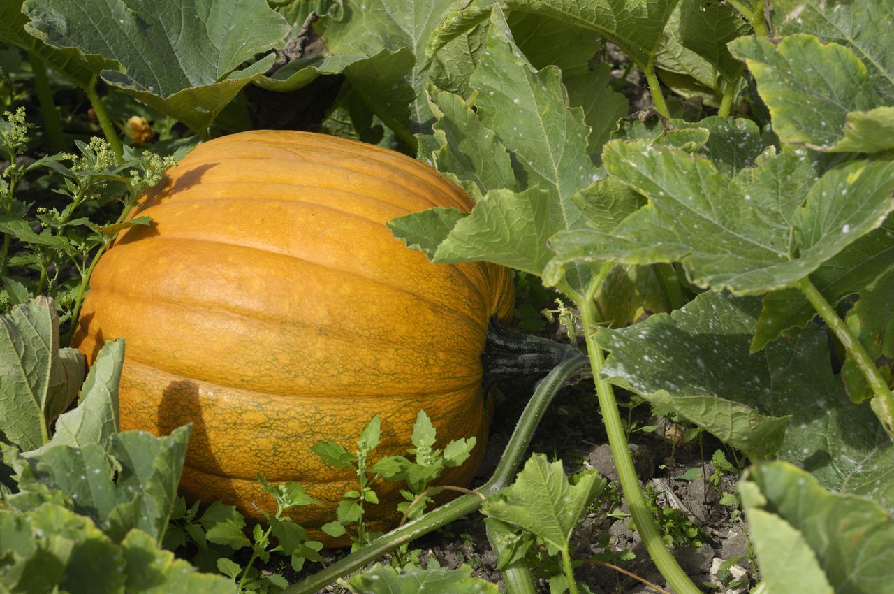 How to tell if your pumpkins are ready to pick, from experts | Livingetc