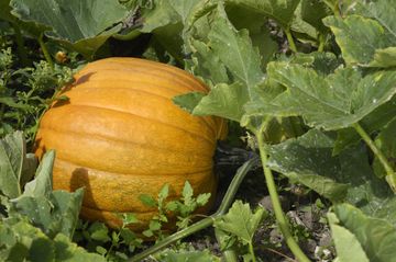 How to tell if your pumpkins are ready to pick, from experts | Livingetc