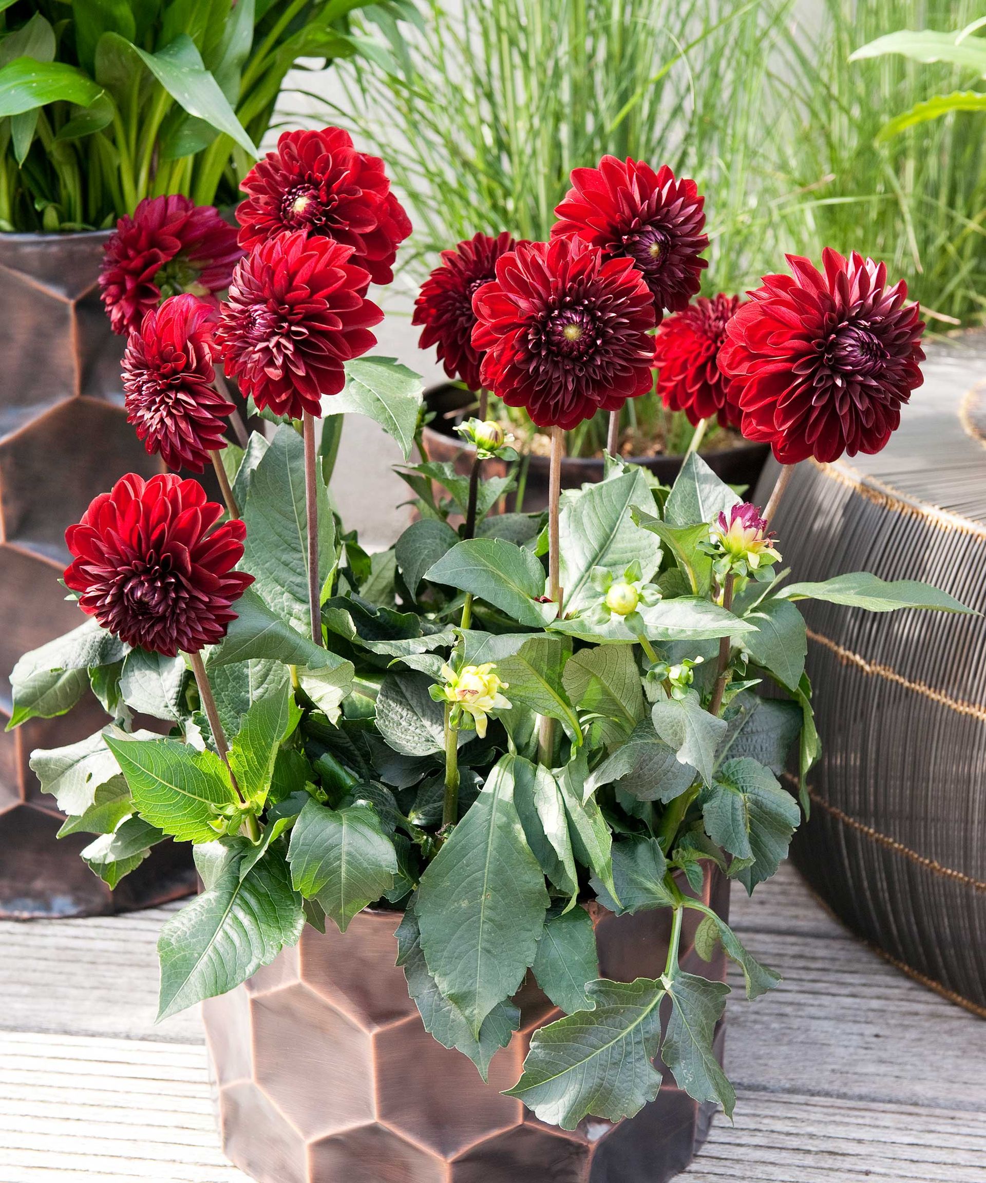How to grow dahlias in pots: expert tips for containers | Homes and Gardens