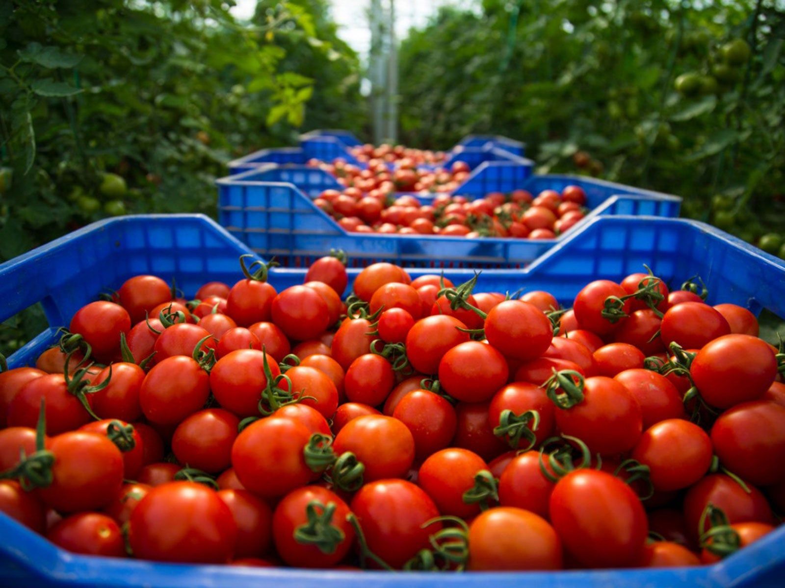Disease-Resistant Tomatoes – Learn About Disease-Resistant Tomato ...