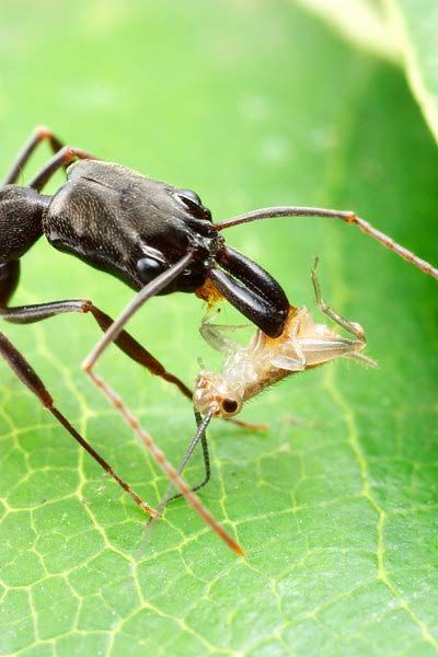Ant Power: The World's Fastest Bite | Live Science
