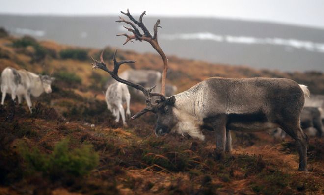 11 surprising facts about reindeer | The Week