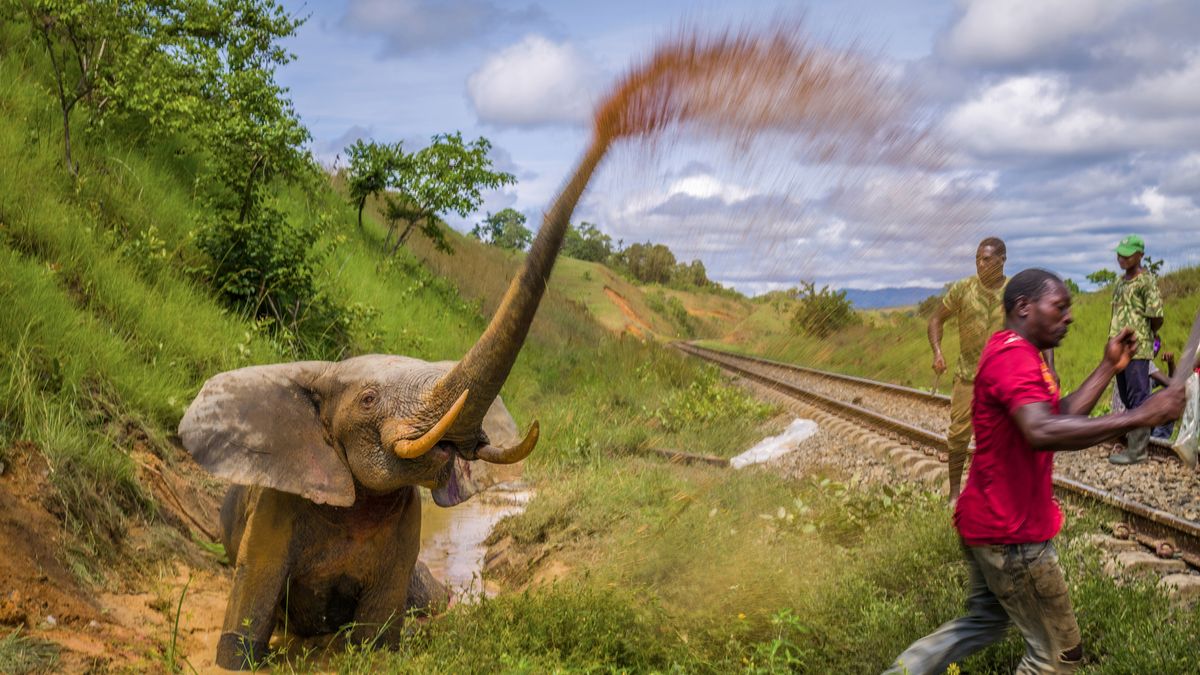 Harrowing image of injured elephant wins Environmental Photographer of ...