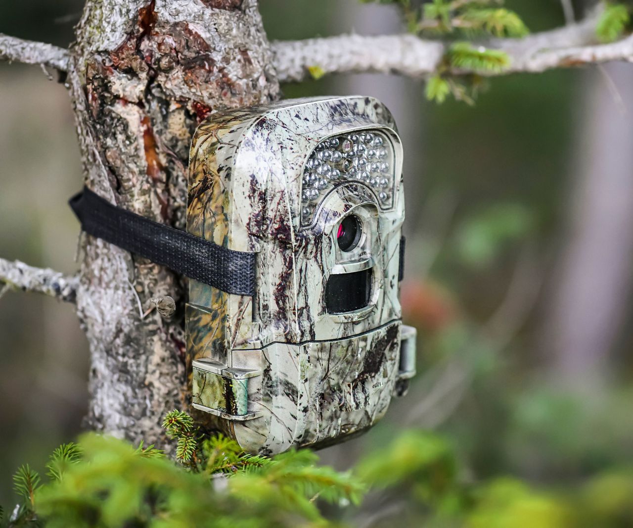 How to buy a trail camera – tips from a pro photographer | Homes and ...