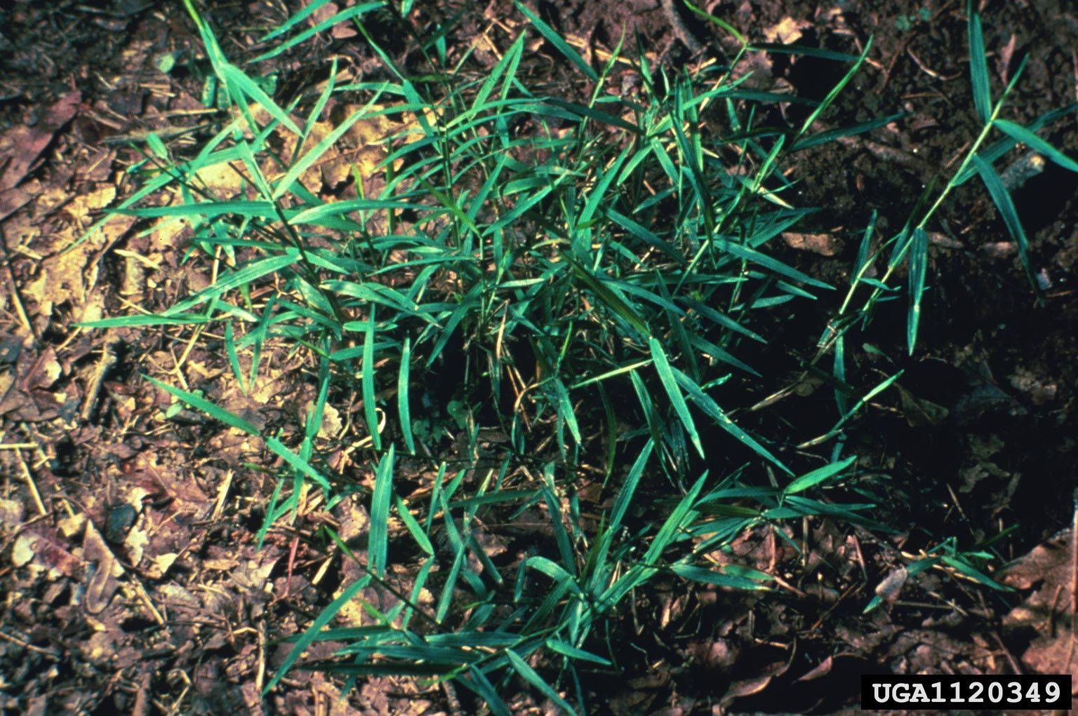 Nimblewill Control: Tips For Controlling And Removing Nimblewill Grass ...