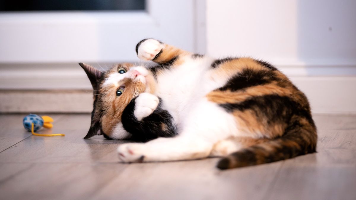 32 things your cat would say to you if they could talk | PetsRadar