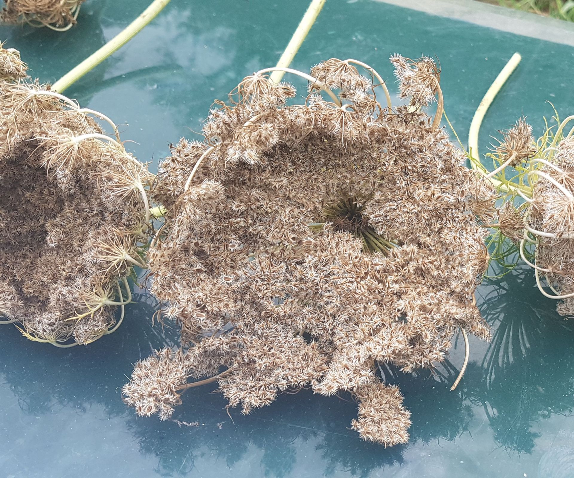 How to harvest carrot seeds: 7 simple steps from experts | Homes and ...