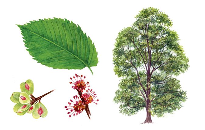 A simple guide to identifying British trees | Country Life