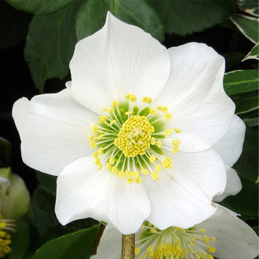 How to Care for a Christmas Rose so it Blooms All Winter | Livingetc