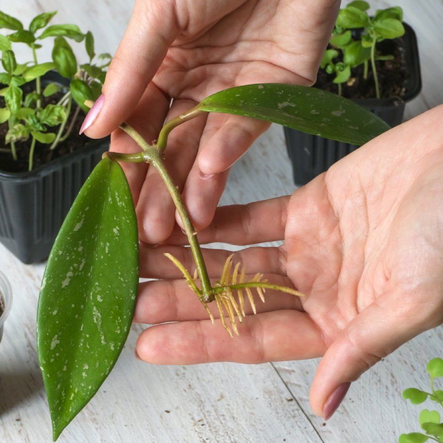 The Ins And Outs Of Plant Propagation | Gardening Know How