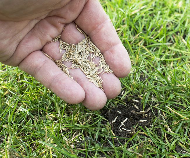 How to overseed a lawn to boost the health of your grass | Homebuilding