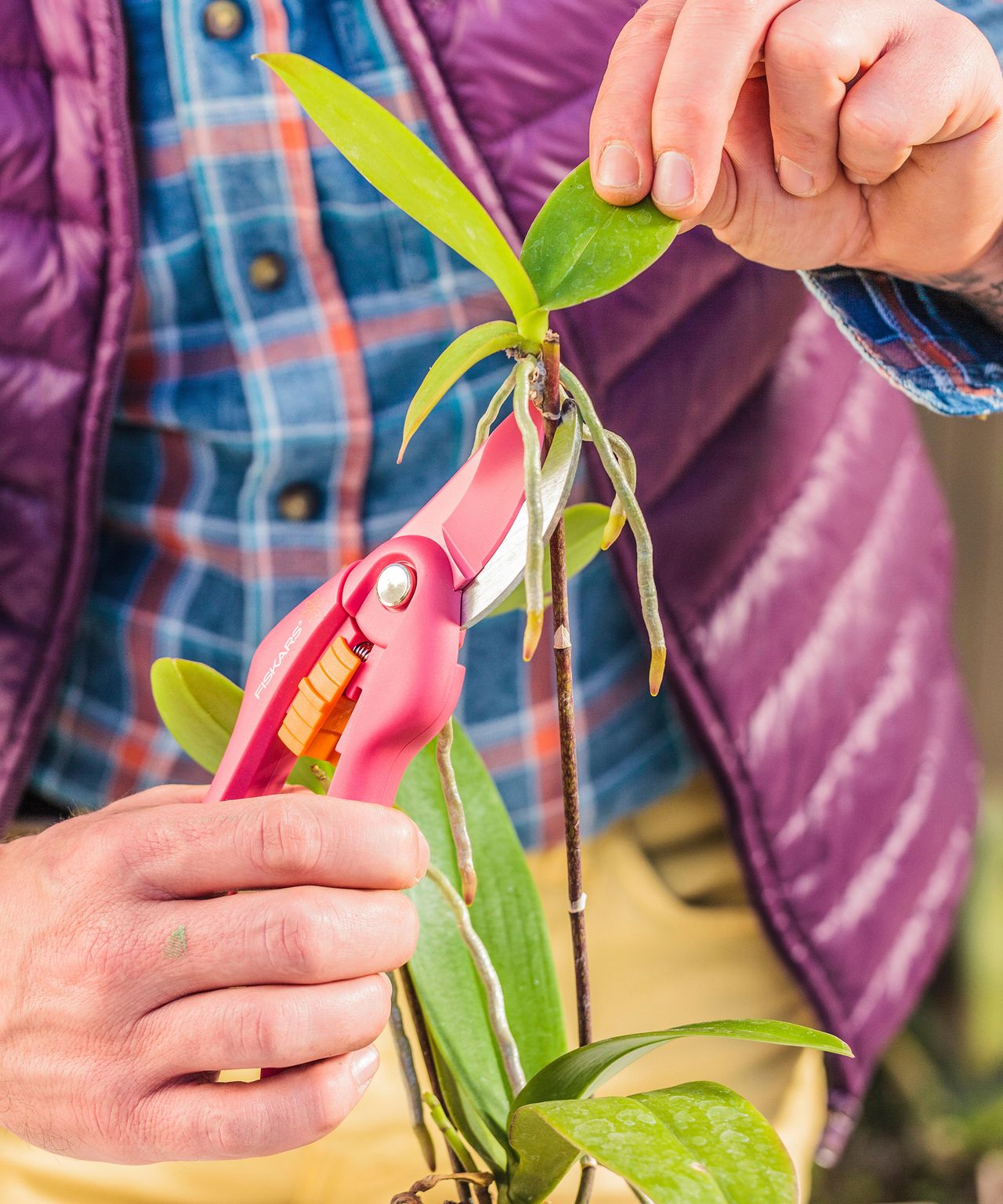 How To Propagate Orchids: 4 Methods To Grow Your Collection | Gardening ...