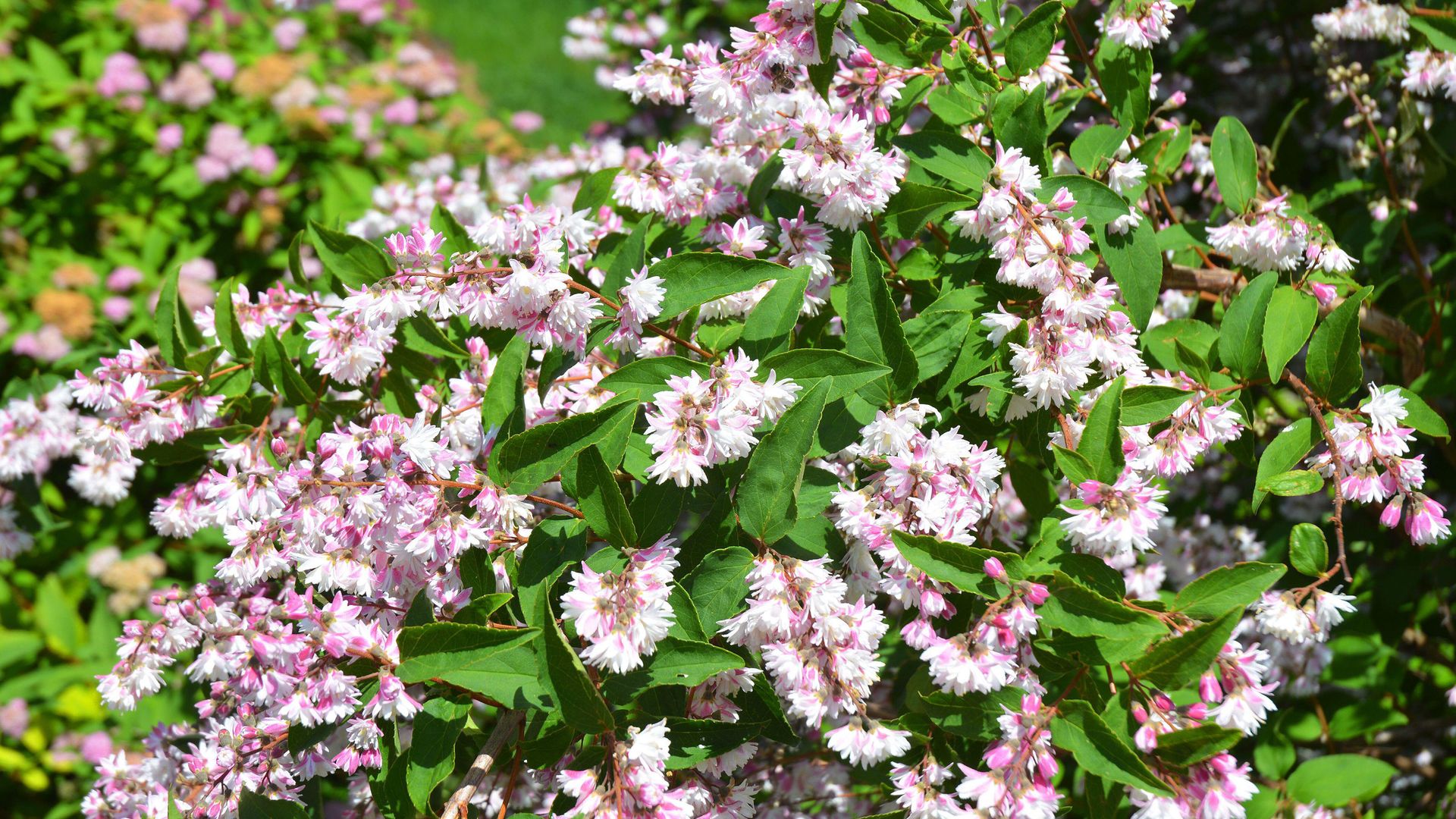 Best summer-flowering shrubs: 16 beautiful varieties to grow | Gardeningetc
