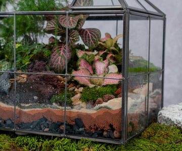 Terrarium care: tips on how to look after your display | Homes and Gardens