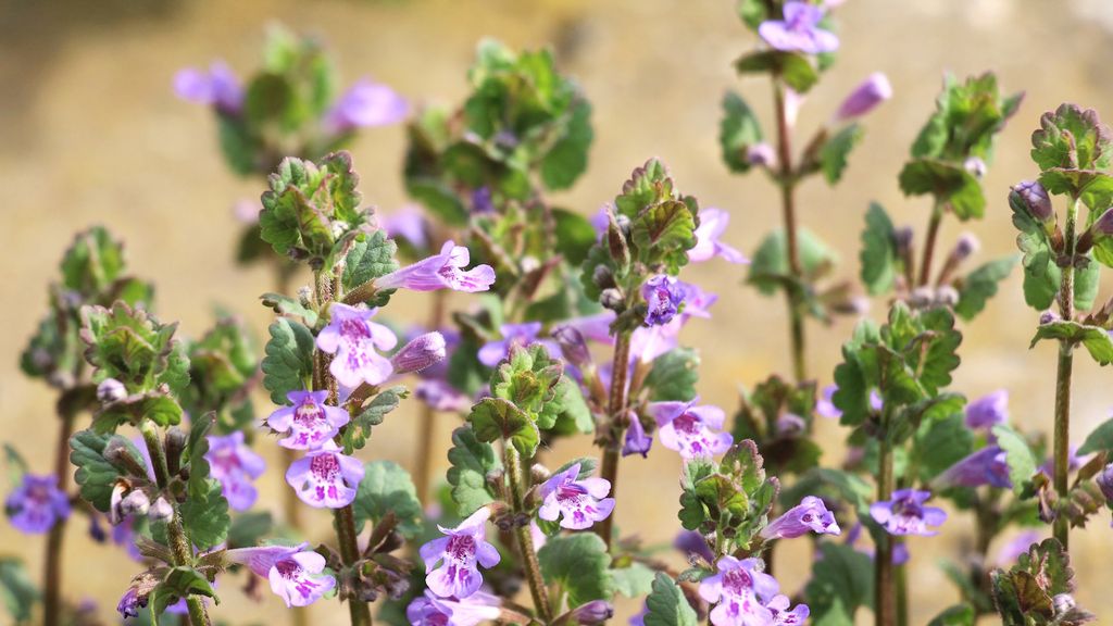 Invasive ground cover plants to avoid: 8 species | Homes and Gardens