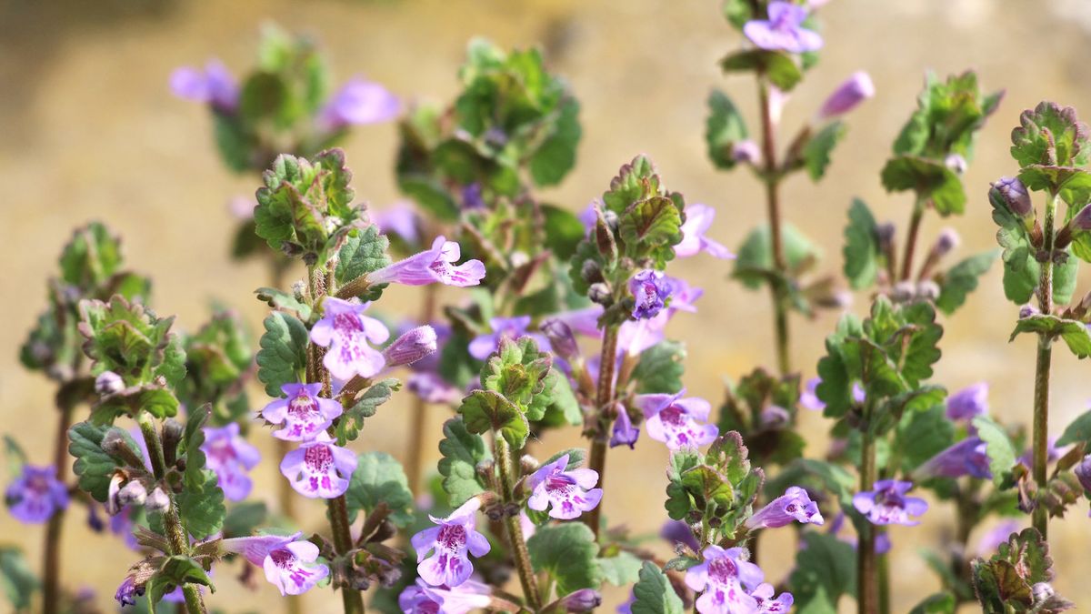 Invasive ground cover plants to avoid: 8 species | Homes and Gardens