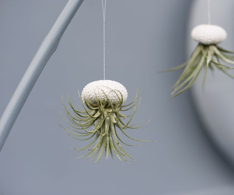 How to care for air plants: expert tips to help them thrive | Homes and ...