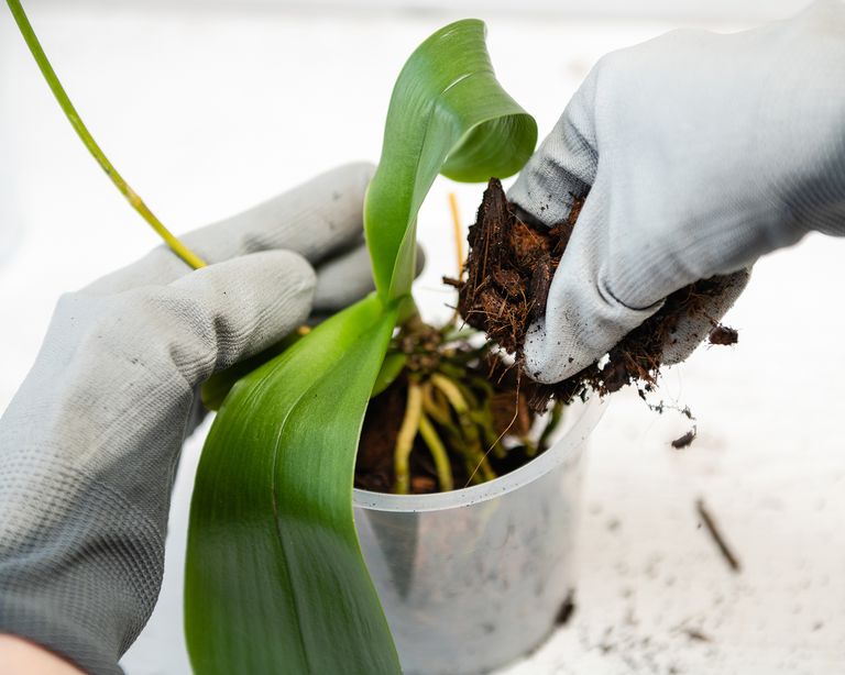 When To Repot Orchids: Key Signs To Look For | Gardening Know How