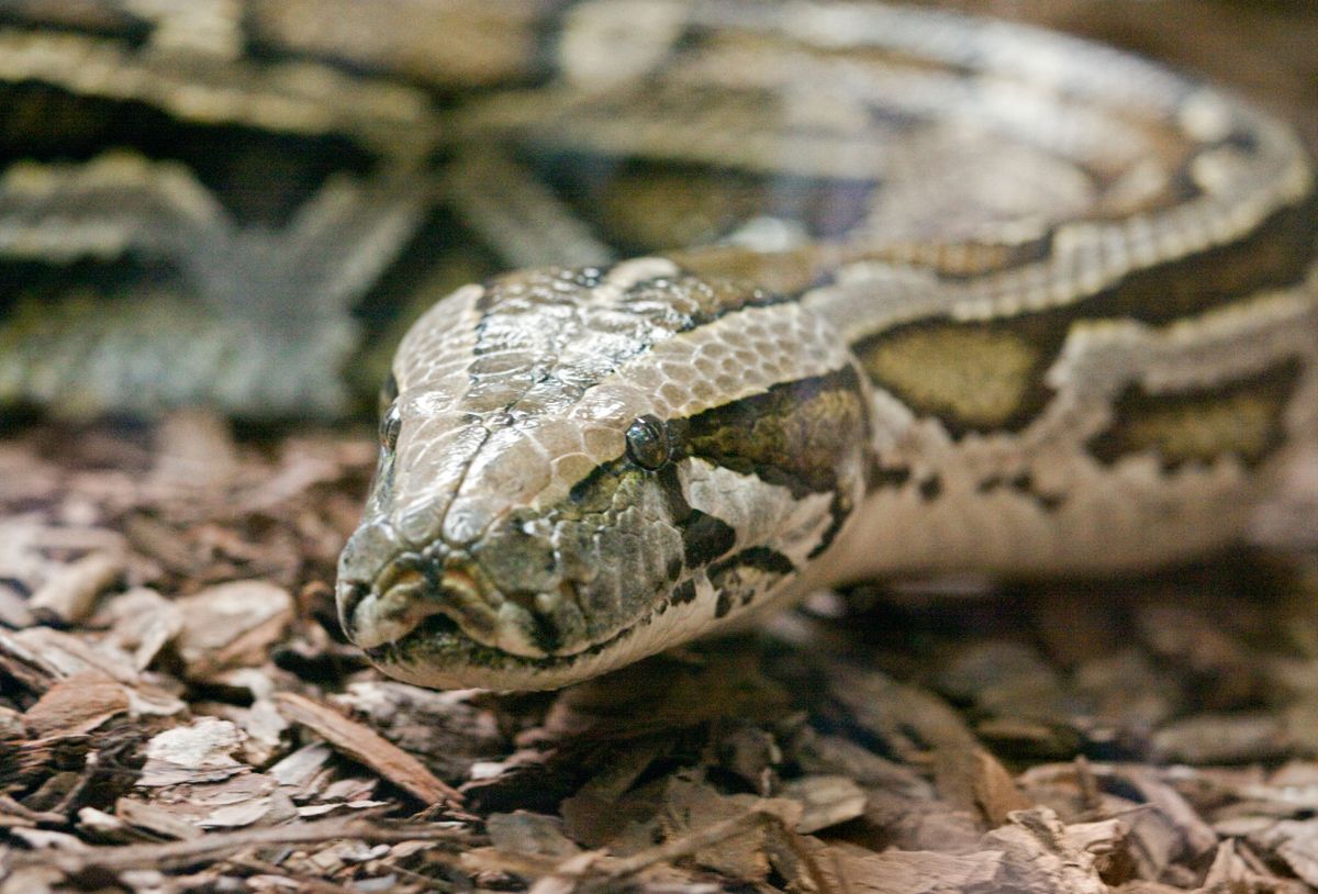Country Life Today: What’ssss down there? Six-foot python found in a ...