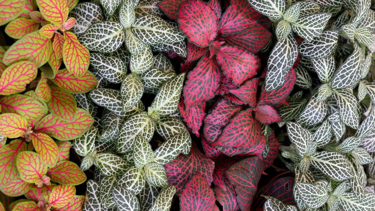 Fittonia care guide: 5 expert tips to keep them bright | Homes and Gardens