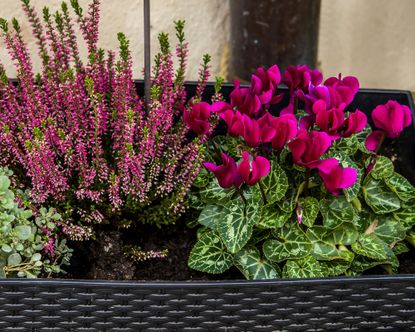 Fall window box ideas: 10 stylish looks for autumn | Gardeningetc