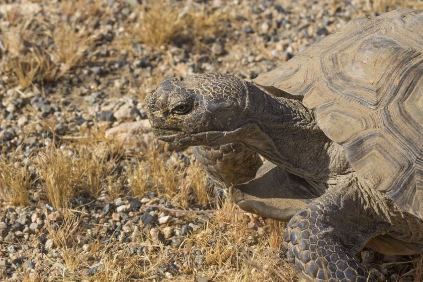 In Photos: Awe-Inspiring Desert Tortoises of the American West | Live ...