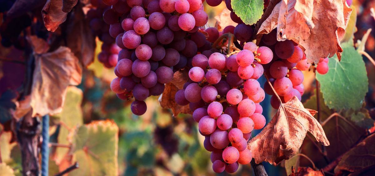 The Week Wine Club: Try our latest selection of Burgundy from Haynes ...