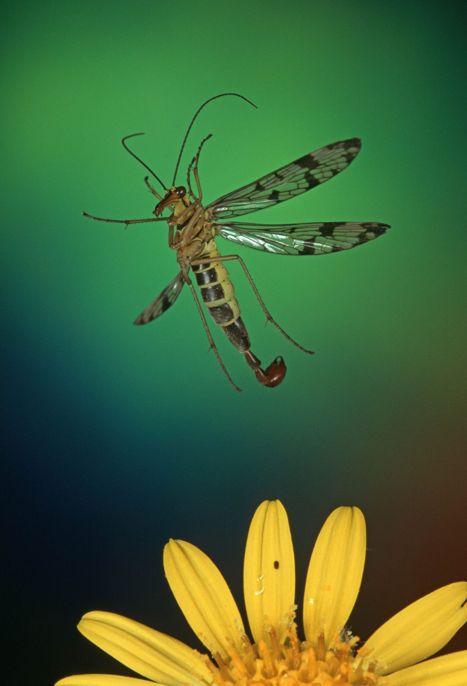 Britain's creepiest crawlie? The 250-million-year-old Scorpion Fly ...