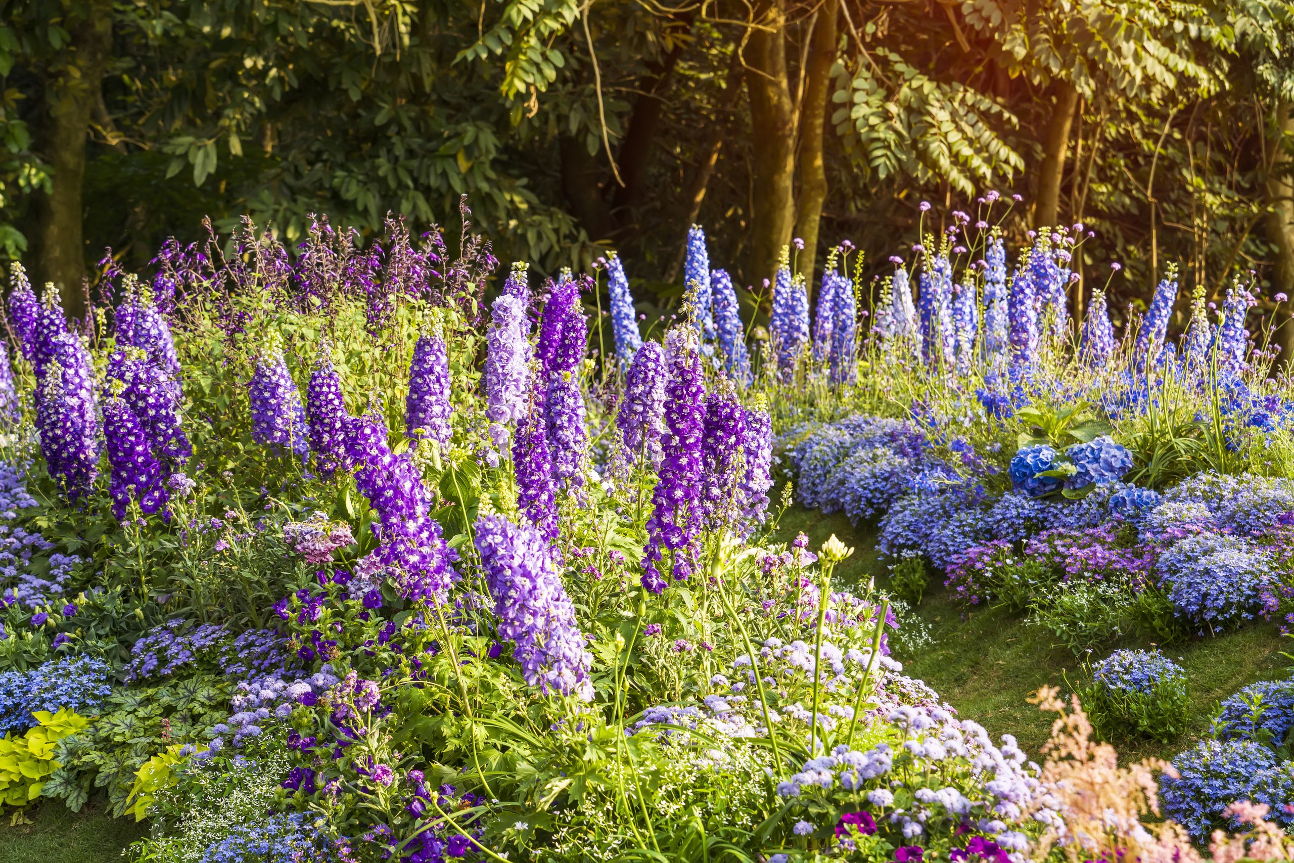 6 Self-Seeding Plants You Should be Growing in Your Backyard for a ...