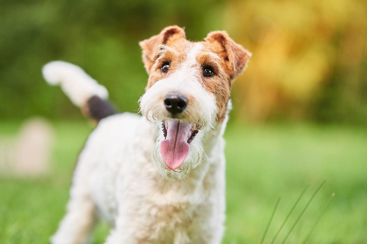 The top 20 cutest dog breeds in the world, ranked according to science ...