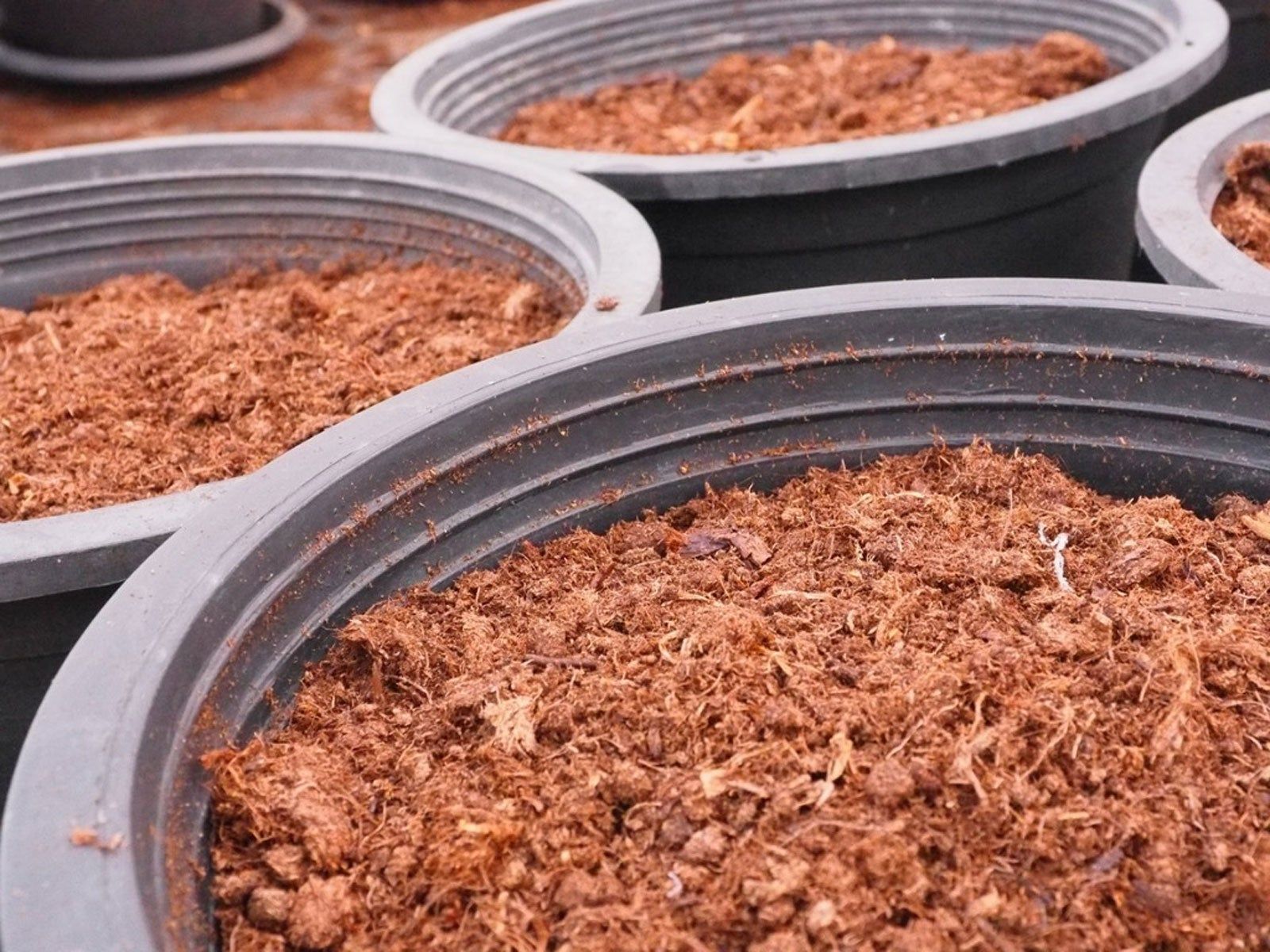 Alternatives To Peat Moss – Growing Medium Peat Moss Substitutes ...