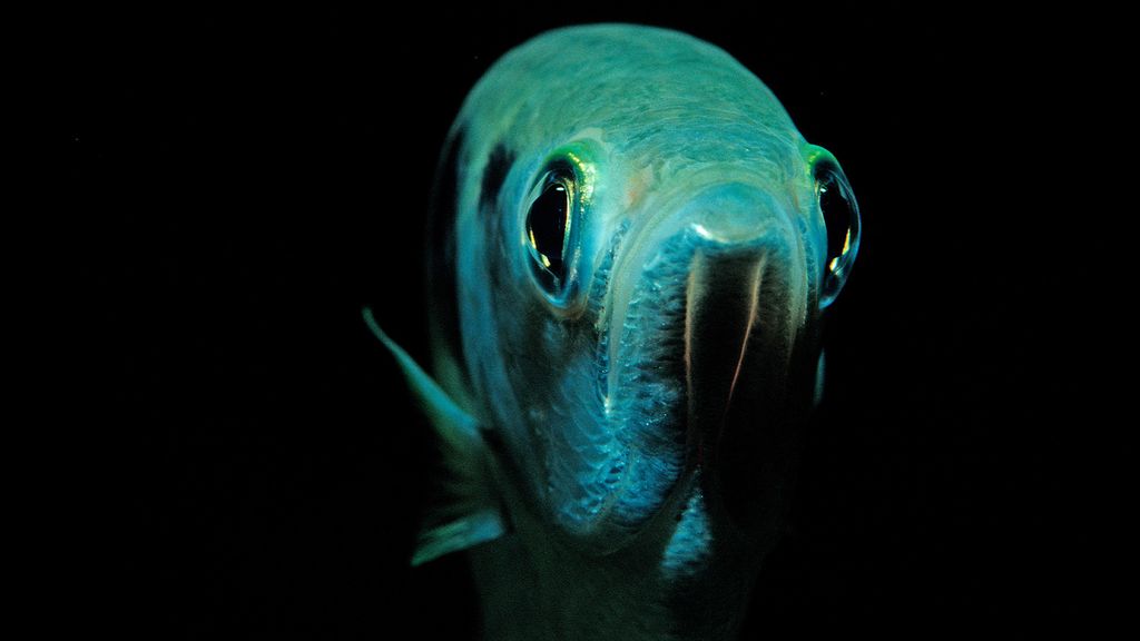 Which animal is the best hunter? (And which is the worst?) | Live Science