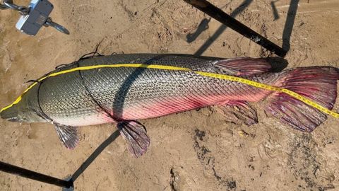 'True rarity': Gigantic alligator gar caught and released in Texas ...