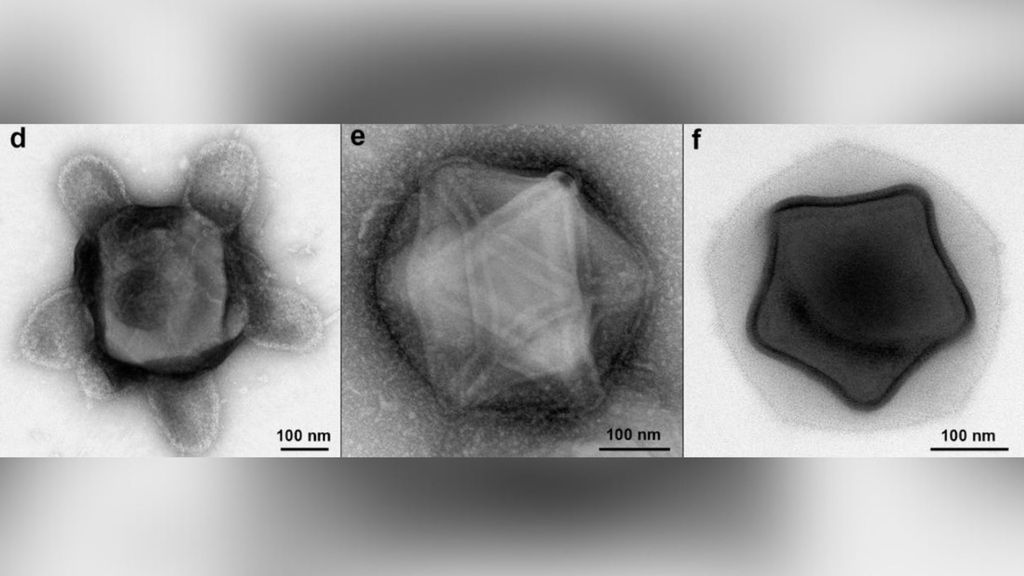 Bizarre giant viruses with tubular tentacles and star-like shells ...