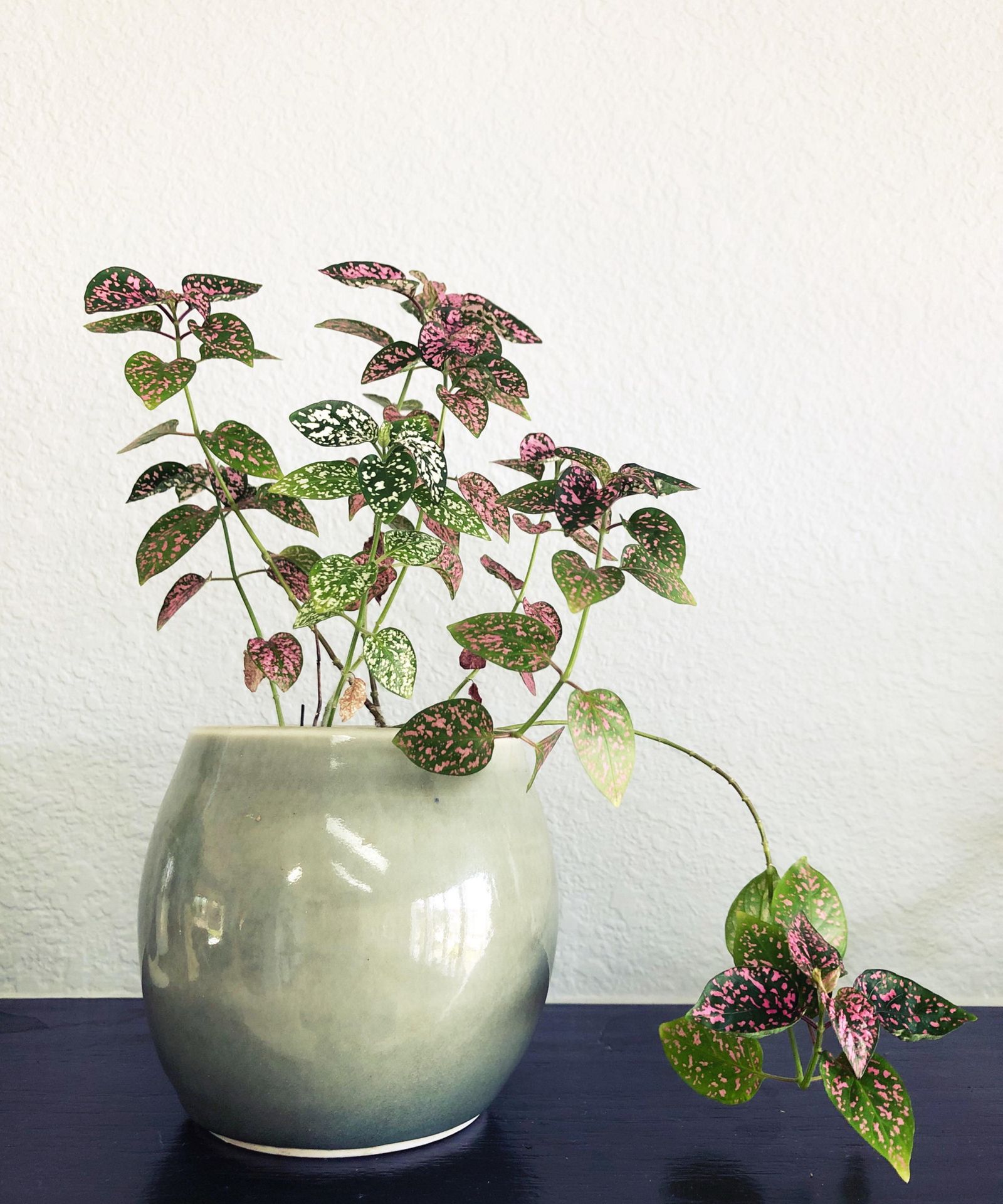 Polka dot plant care guide: 5 expert tips on this houseplant | Homes ...