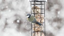 Why you should put pasta in a bird feeder: expert insights | Homes and ...